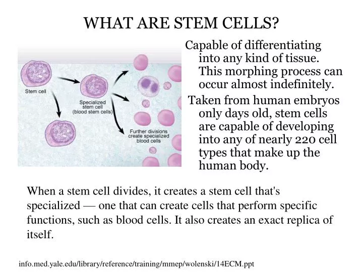 PPT - Types of stem cells PowerPoint Presentation, free download - ID ...