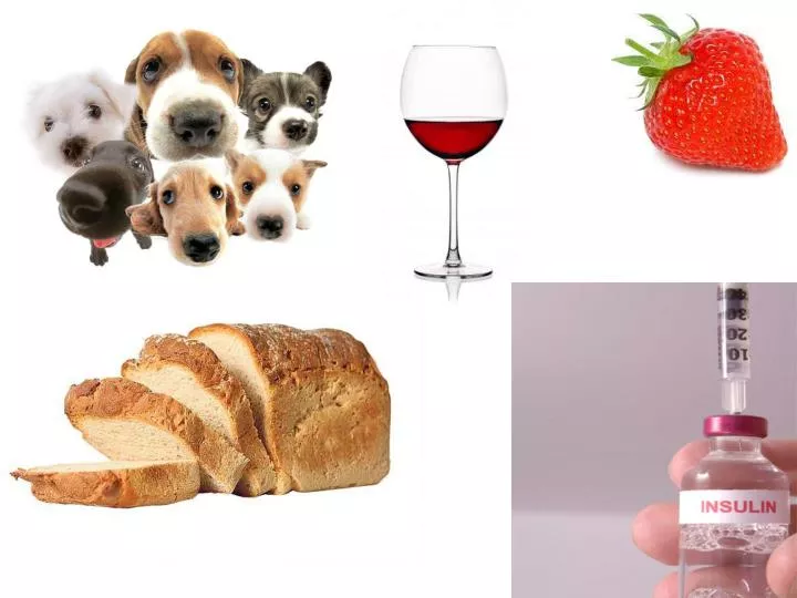 PPT - Traditional Biotechnology PowerPoint Presentation, free download ...