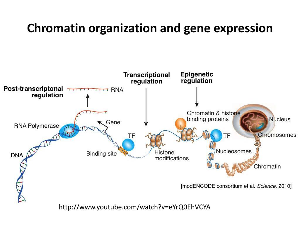 PPT - Practical applications of HMMs : ChromHMM PowerPoint Presentation ...