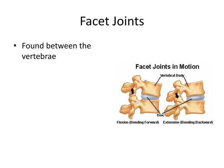 PPT - How the bones stay connected! PowerPoint Presentation - ID:2518726