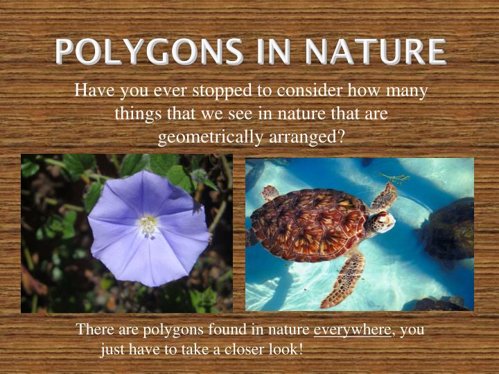 PPT - Nature’s Geometry: Symmetry and polygons in Nature PowerPoint ...