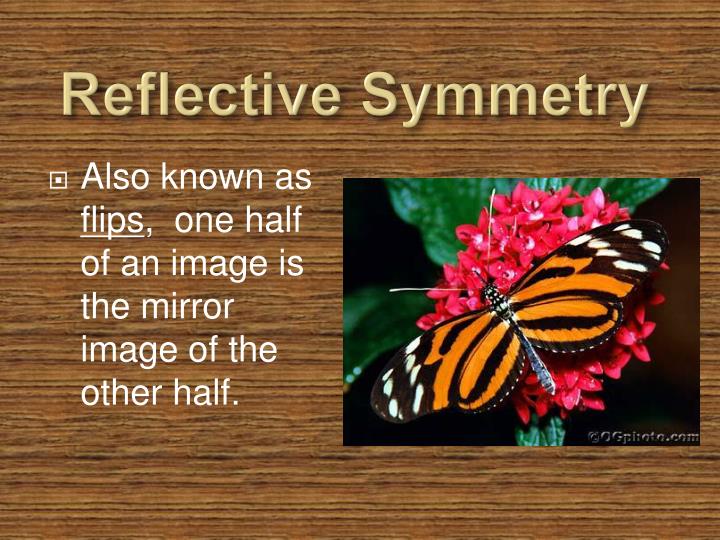 PPT - Nature’s Geometry: Symmetry and polygons in Nature PowerPoint ...
