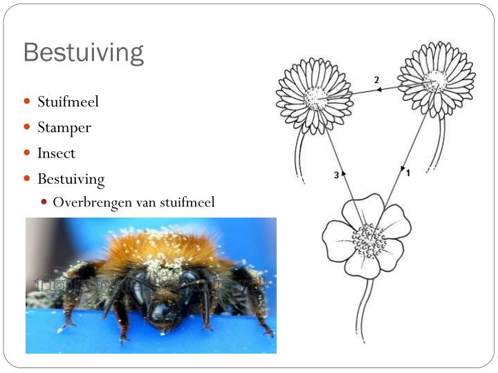 PPT - Bloem vrucht en zaden PowerPoint Presentation - ID:2519742