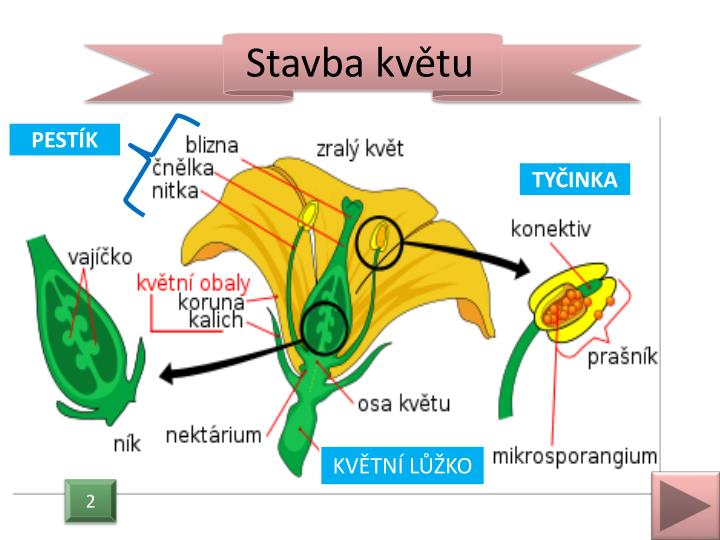 PPT - Krytosemenné rostliny PowerPoint Presentation - ID:2519949