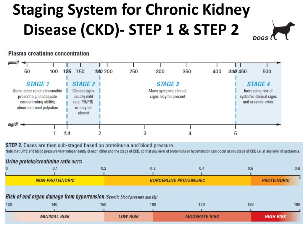 PPT - Comprehensive Staging System for Chronic Kidney Disease (CKD ...