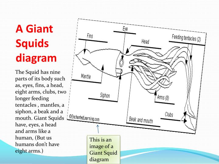PPT - The Giant Squid PowerPoint Presentation - ID:2520589