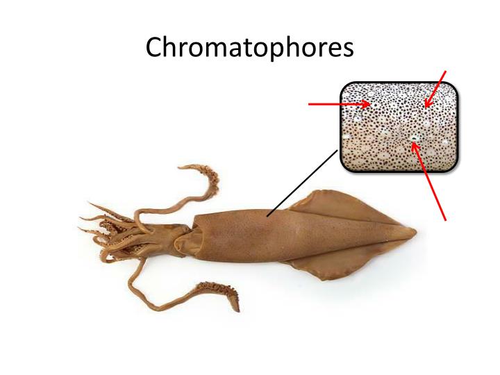 PPT - Squid Dissection PowerPoint Presentation - ID:2521473