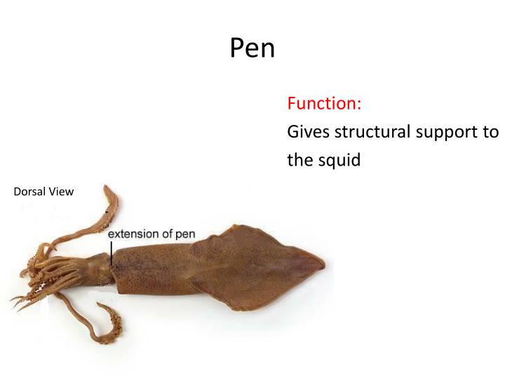 PPT - Squid Dissection PowerPoint Presentation - ID:2521473