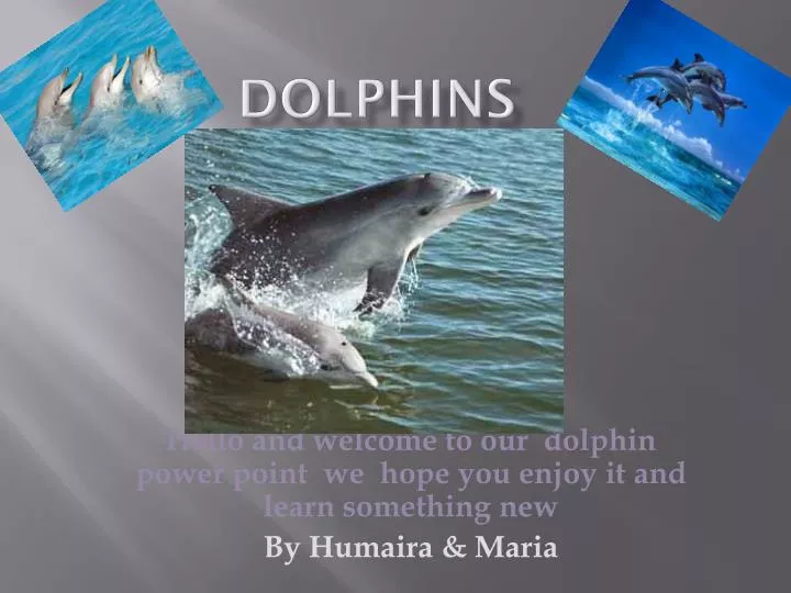 PPT - DOLPHINS PowerPoint Presentation, free download - ID:2521666