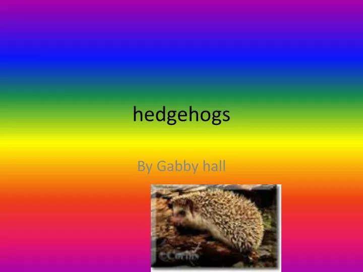 PPT - hedgehogs PowerPoint Presentation, free download - ID:2521853