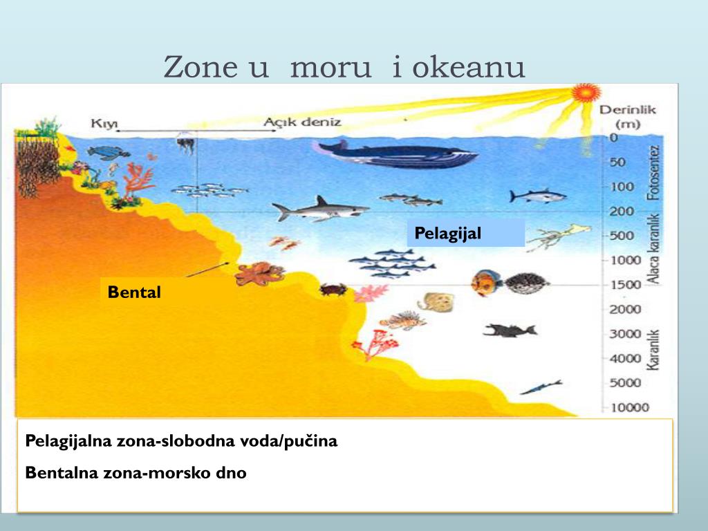 PPT - INTERNACIONALNI UNIVERZITET TRAVNIK EKOLOŠKI FAKULTET PowerPoint ...