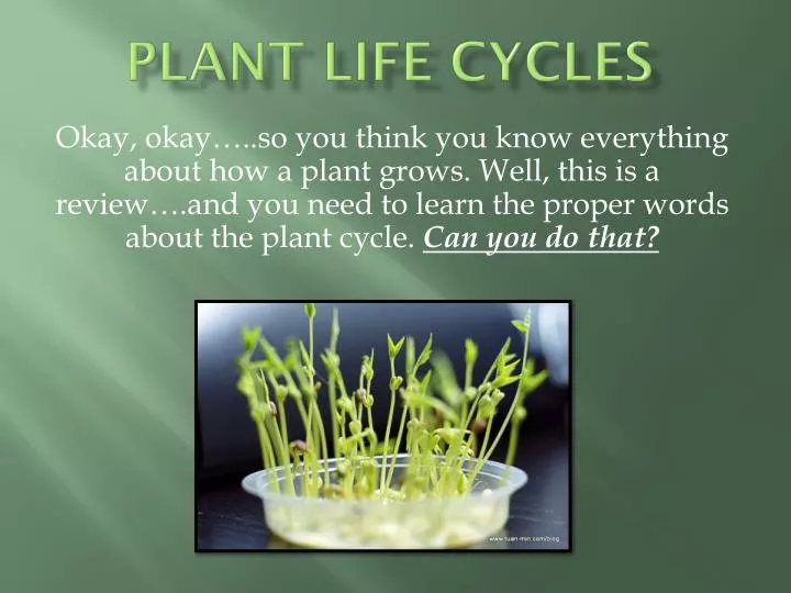 Ppt Plant Life Cycles Powerpoint Presentation Free Download Id2522288 7719