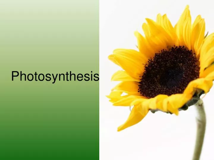 PPT - Photosynthesis PowerPoint Presentation, free download - ID:2522414