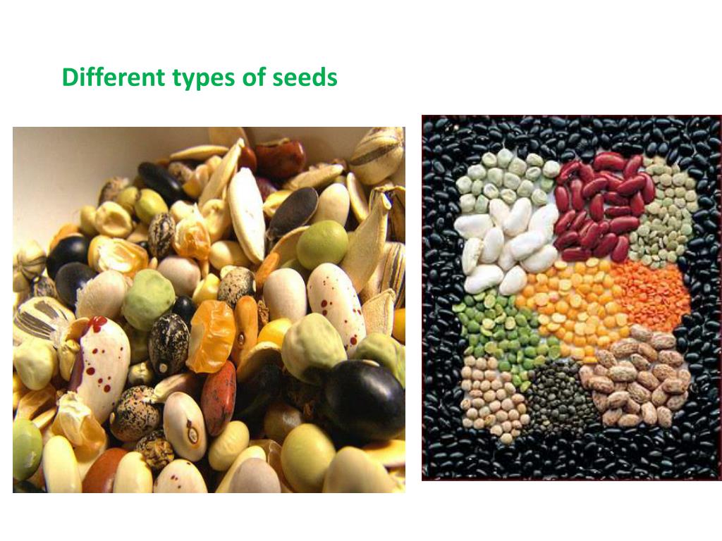 PPT Different Types Of Seeds PowerPoint Presentation Free Download PPT Different Types Of Seeds PowerPoint Presentation Free Download