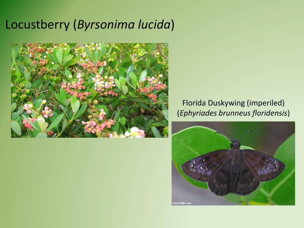 PPT - Mexican Alvaradoa ( Alvaradoa amorphoides ) PowerPoint ...