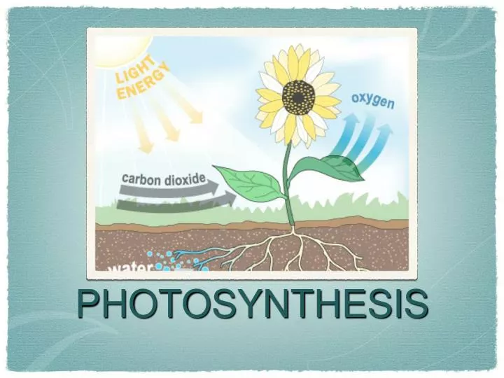 PPT - PHOTOSYNTHESIS PowerPoint Presentation, free download - ID:2522845