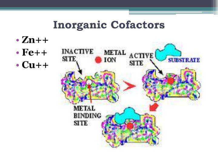 PPT - Metabolism PowerPoint Presentation - ID:2522906