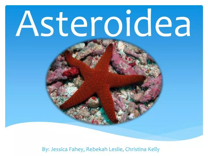 PPT - Asteroidea PowerPoint Presentation, free download - ID:2524101