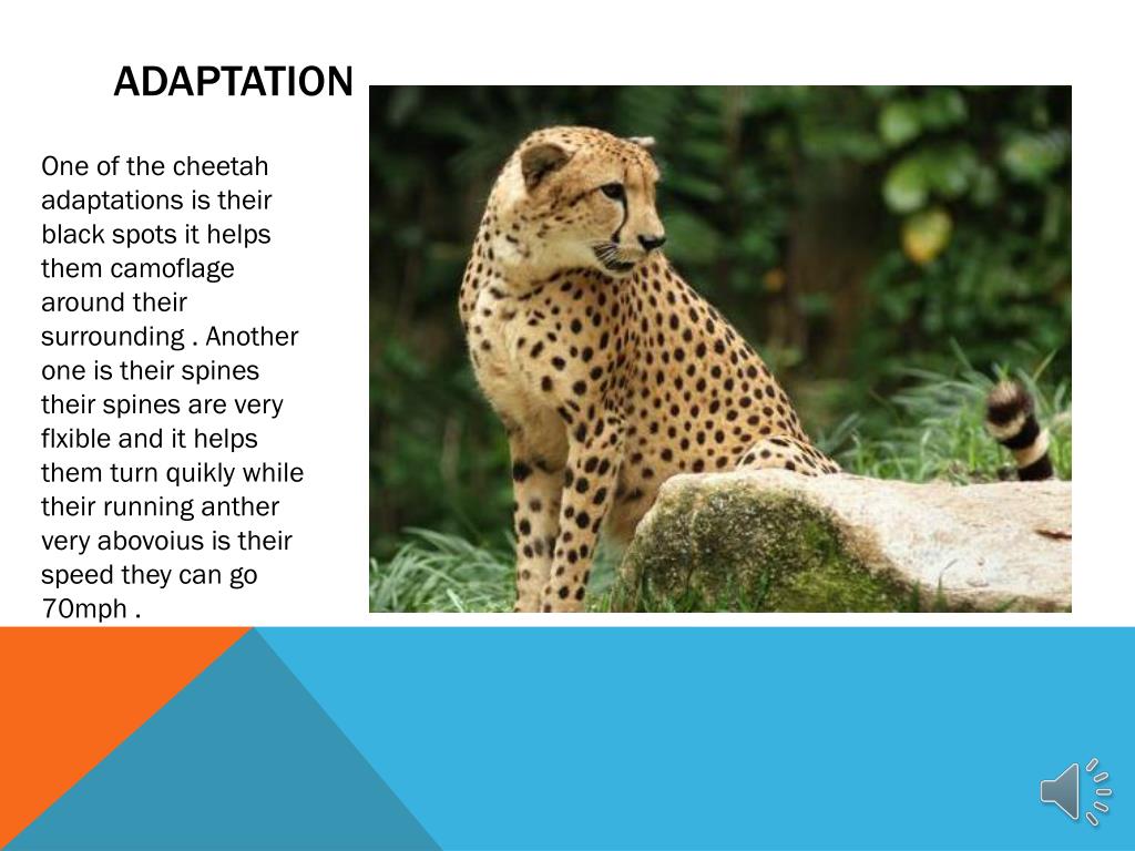 Cheetah Life Cycle Diagram