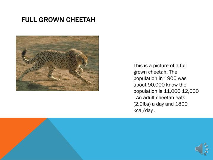 PPT - A Life Cycle Of A Cheetah PowerPoint Presentation - ID:2524190