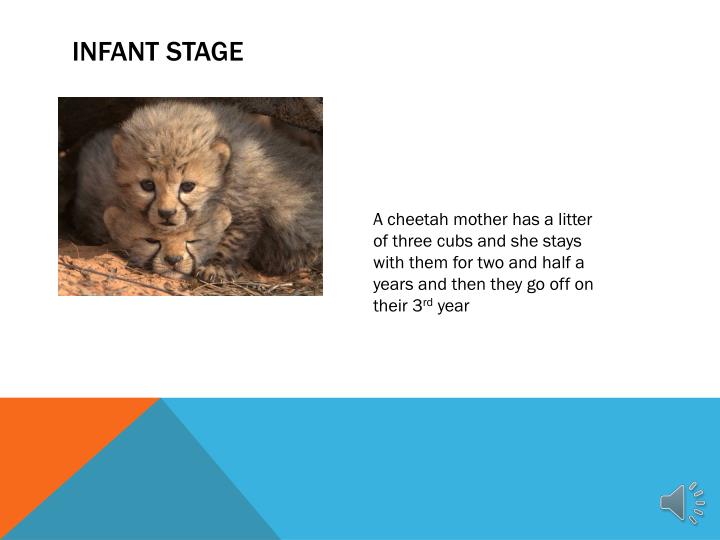 PPT - A Life Cycle Of A Cheetah PowerPoint Presentation - ID:2524190