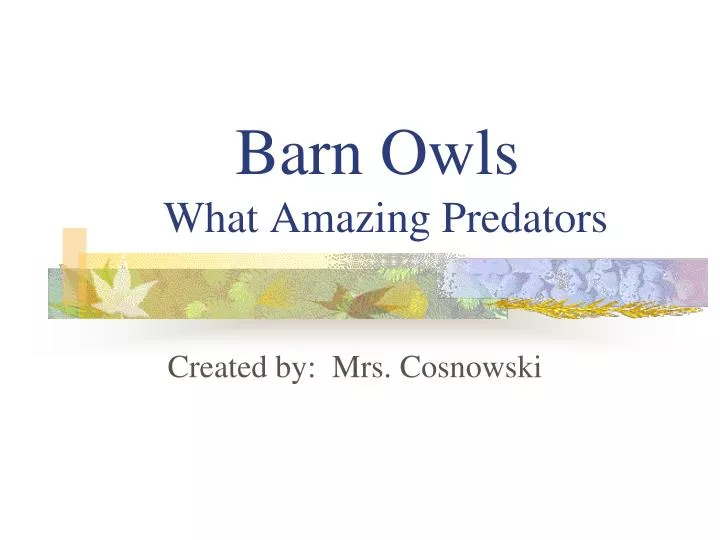 PPT - Barn Owls What Amazing Predators PowerPoint Presentation, free ...