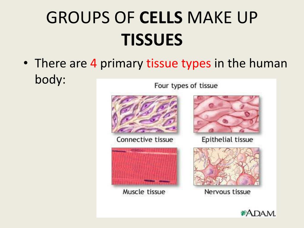 PPT - SPECIALIZED CELLS PowerPoint Presentation, free download - ID:2526138 PPT - SPECIALIZED CELLS PowerPoint Presentation, free download - ID:2526138