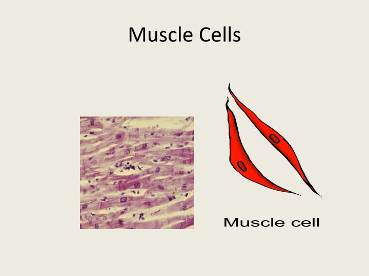 PPT - SPECIALIZED CELLS PowerPoint Presentation - ID:2526138