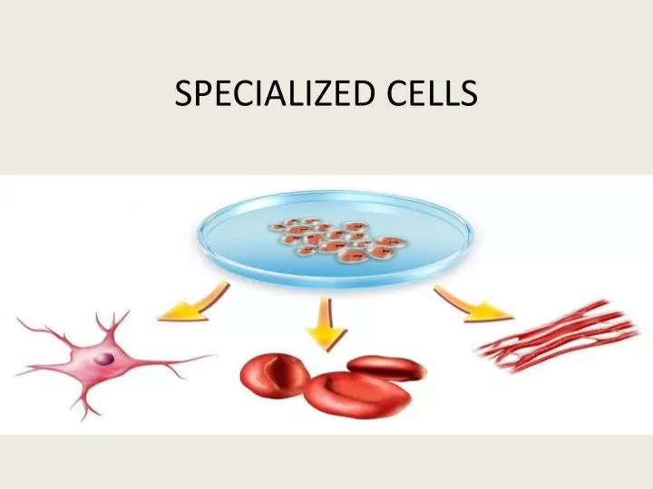 Ppt Specialized Cells Powerpoint Presentation Free Download Id 2526138