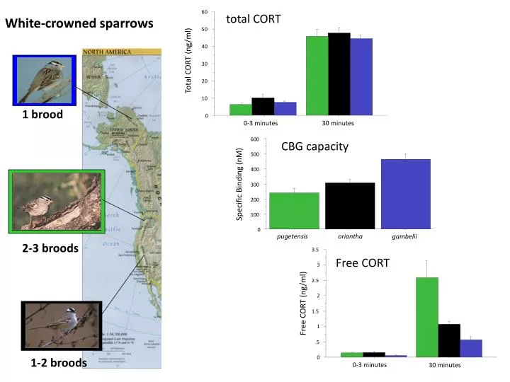 PPT - 1 brood PowerPoint Presentation, free download - ID:2526381