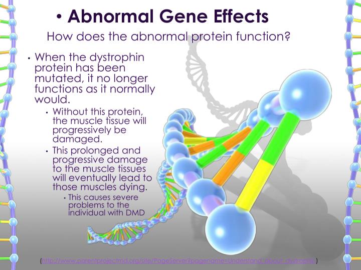PPT - Duchenne Muscular Dystrophy (DMD) PowerPoint Presentation - ID ...