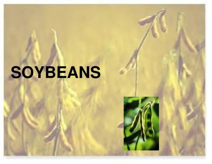 PPT - SOYBEANS PowerPoint Presentation, free download - ID:2526731