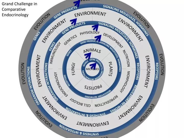 PPT - asdf PowerPoint Presentation, free download - ID:2526959