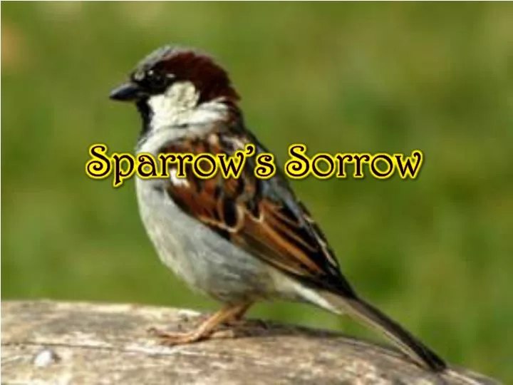 PPT - Sparrow’s Sorrow PowerPoint Presentation, free download - ID:2527015