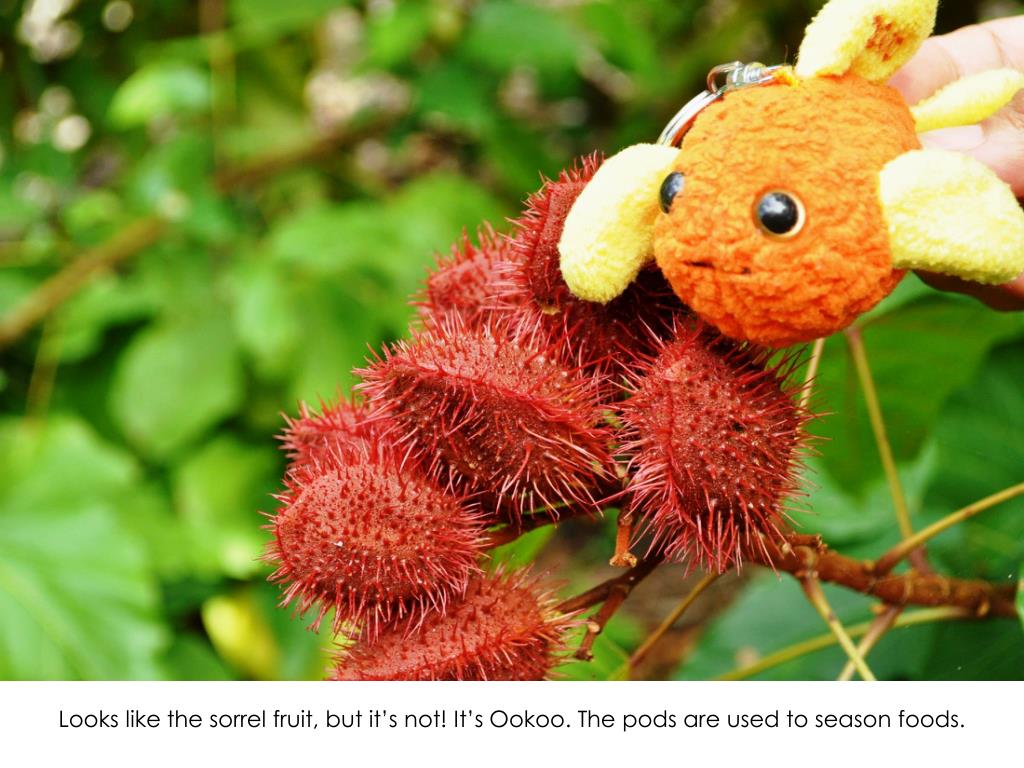 PPT - Looks like the sorrel fruit, but it’s not! It’s Ookoo . The pods ...