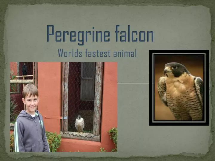 PPT - Peregrine falcon PowerPoint Presentation, free download - ID:2528463