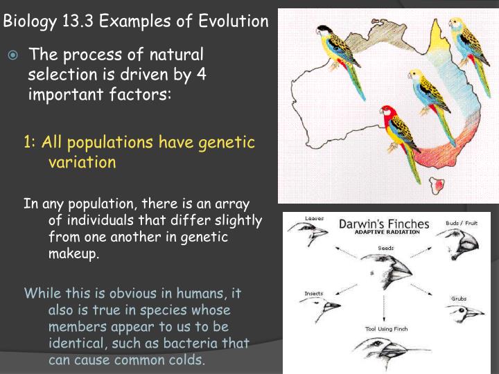 PPT - Biology 13.3 Examples of Evolution PowerPoint Presentation - ID ...