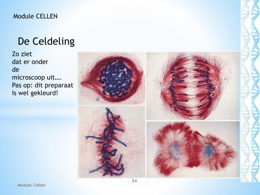 PPT - PERIODE ONTWIKKELINGSBIOLOGIE EN MOLECULAIRE BIOLOGIE Rudolf ...
