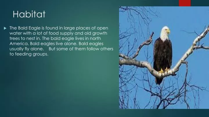 PPT - Habitat PowerPoint Presentation, free download - ID:2530261