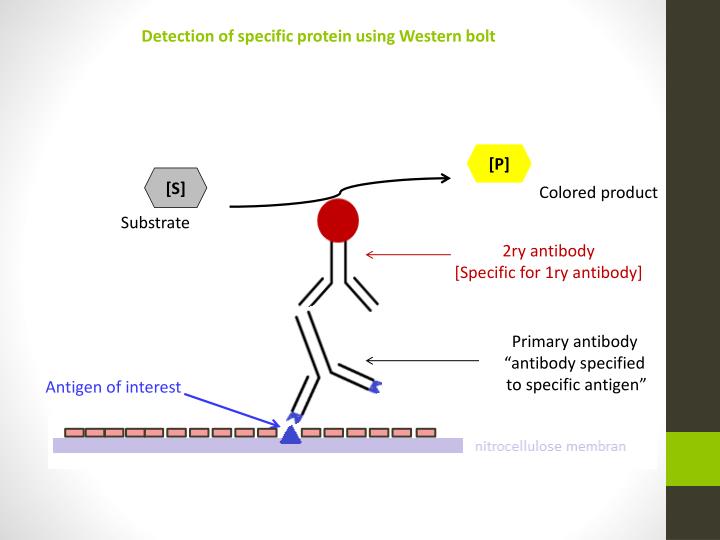 PPT - Western Blotting PowerPoint Presentation - ID:2530402