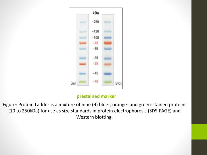 PPT - Western Blotting PowerPoint Presentation - ID:2530402