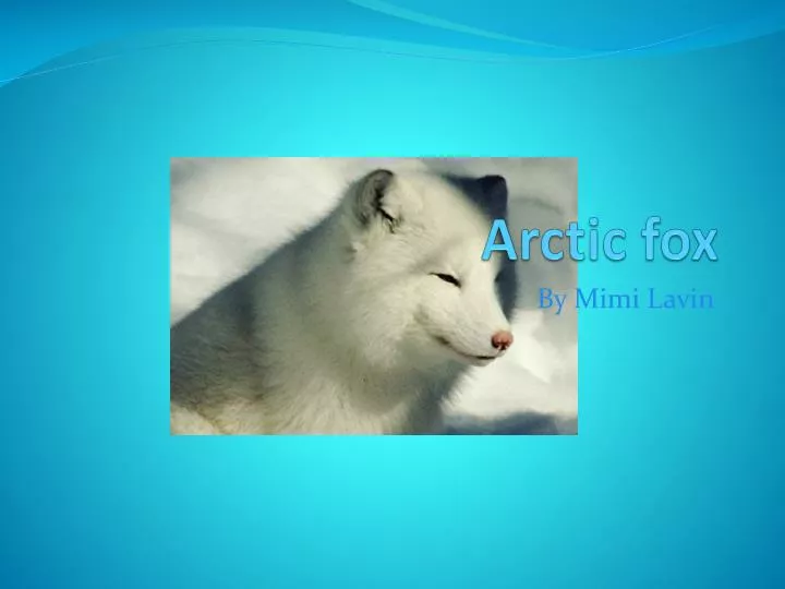 PPT - Arctic fox PowerPoint Presentation, free download - ID:2530554