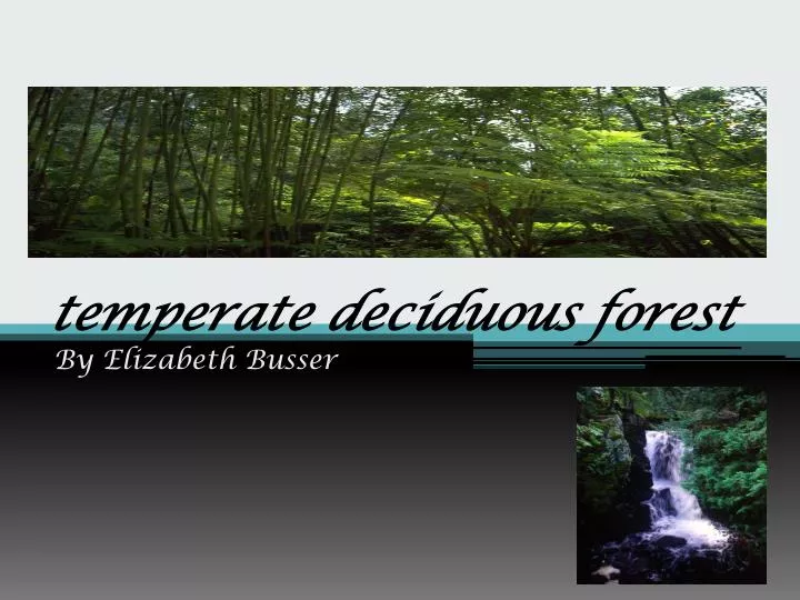 PPT - temperate deciduous forest PowerPoint Presentation, free download ...