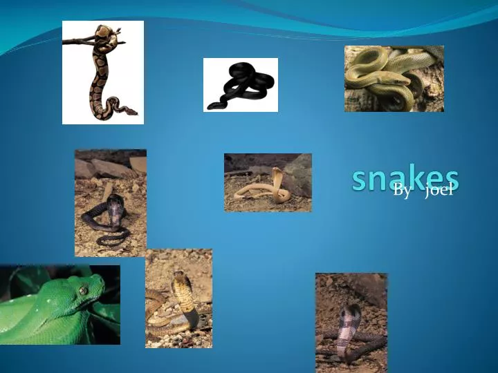 PPT - snakes PowerPoint Presentation, free download - ID:2531449