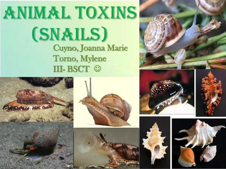 PPT - ANIMAL TOXINS (SNAILS) PowerPoint Presentation, free download ...