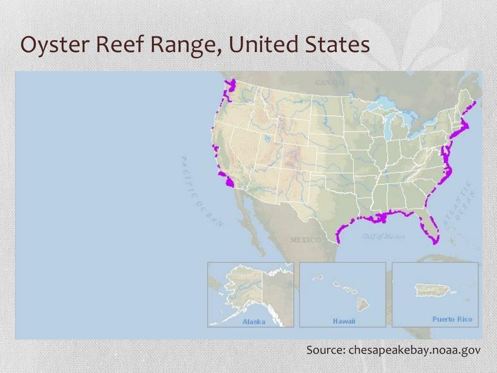 PPT - Oyster Reef Destruction and Restoration Julie Paulsen, Aubrey ...