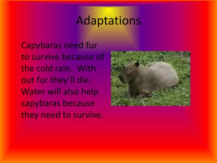 PPT - Capybaras in the Rainforest PowerPoint Presentation - ID:2533309