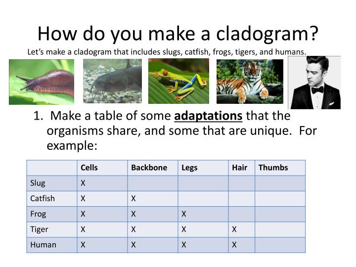 PPT - Cladograms PowerPoint Presentation - ID:2533471