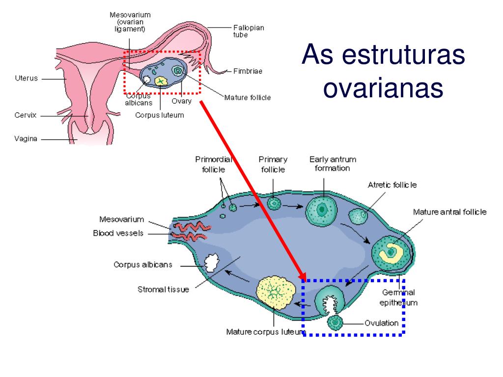 PPT - Fisiologia do Sistema Endócrino Regulação endócrina da fisiologia ...