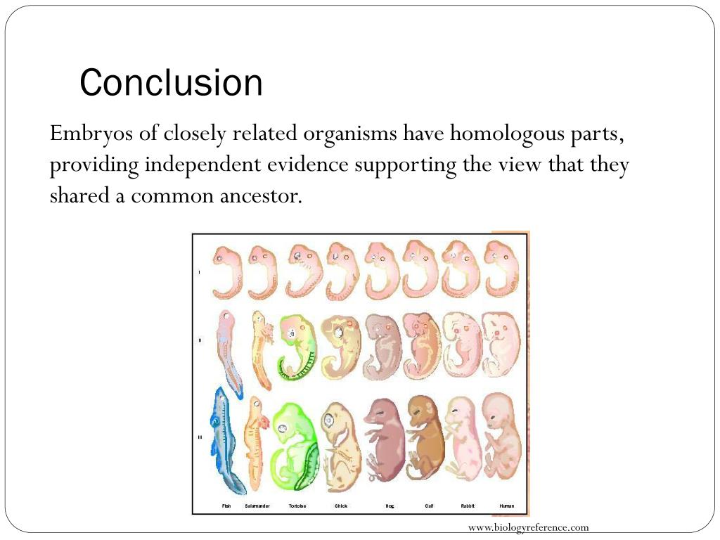 PPT - Biology in Focus, HSC Course Glenda Childrawi , Margaret Robson ...